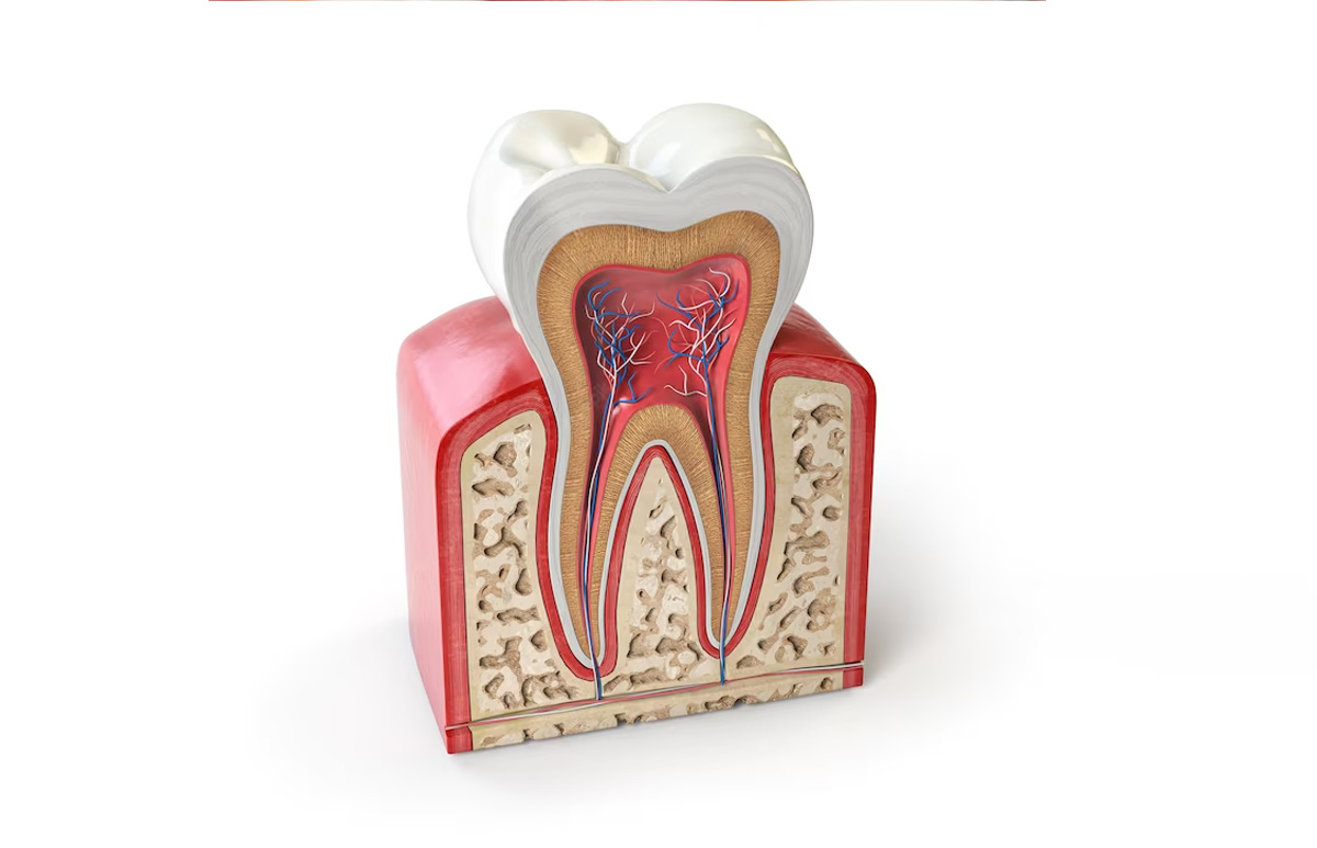 Everything You Wanted To Know About Root Canal Treatment | Huntly ...